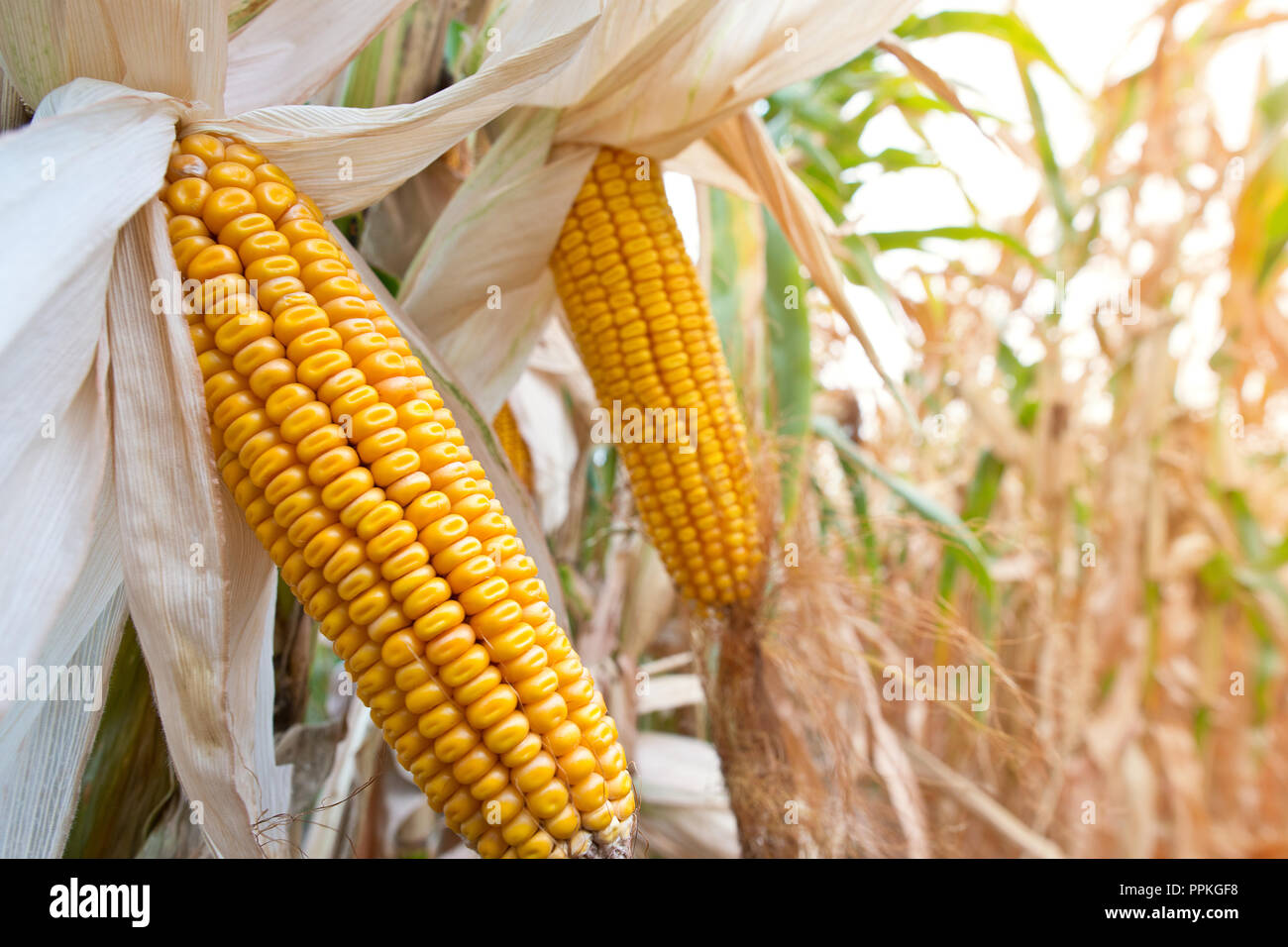 detail of maize field before harvest in the summer day Stock Photo - Alamy