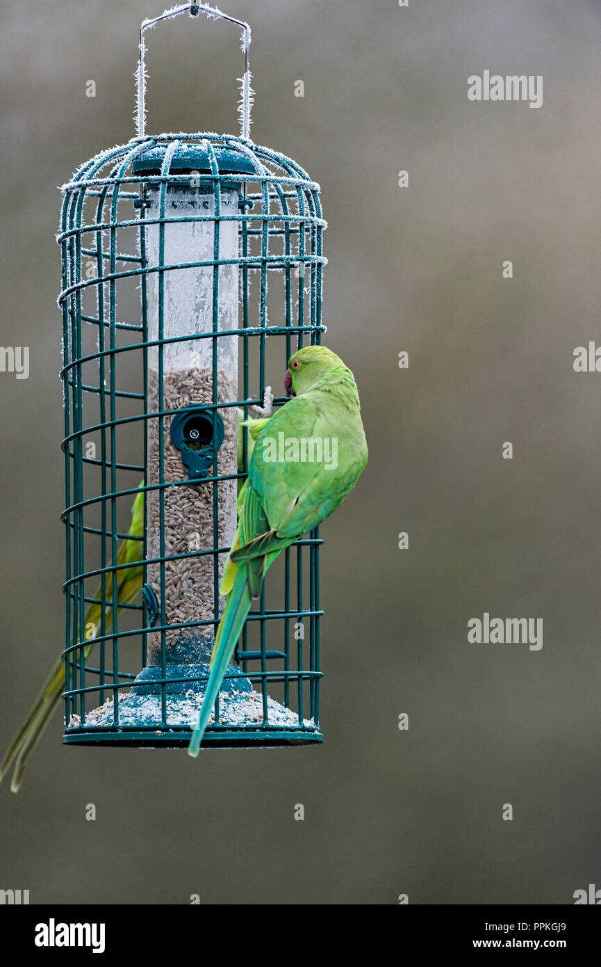 Parakeets on bird feeder hi-res stock photography and images - Alamy