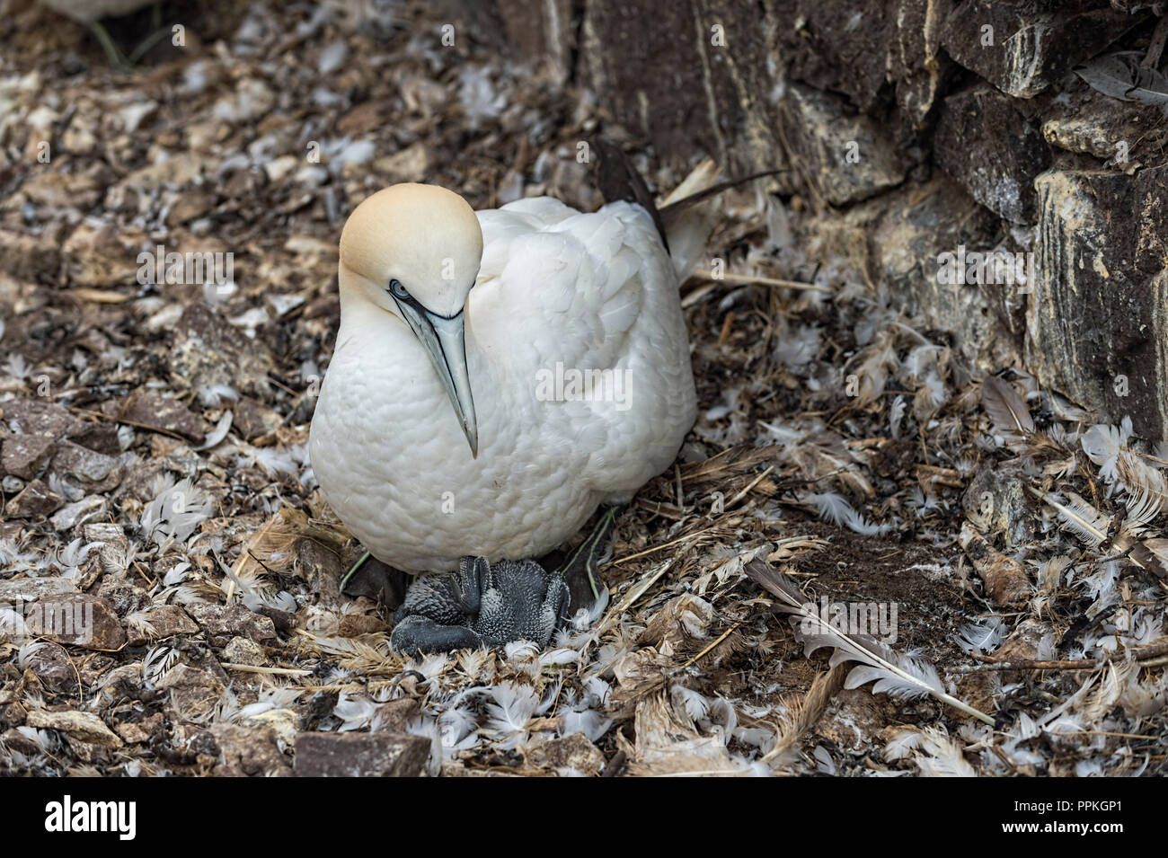 Northern Gannet nesting with chick Stock Photo - Alamy