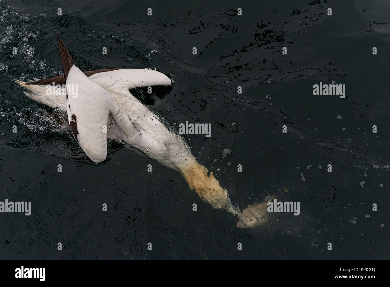 Northern gannet diving fish hi-res stock photography and images - Alamy