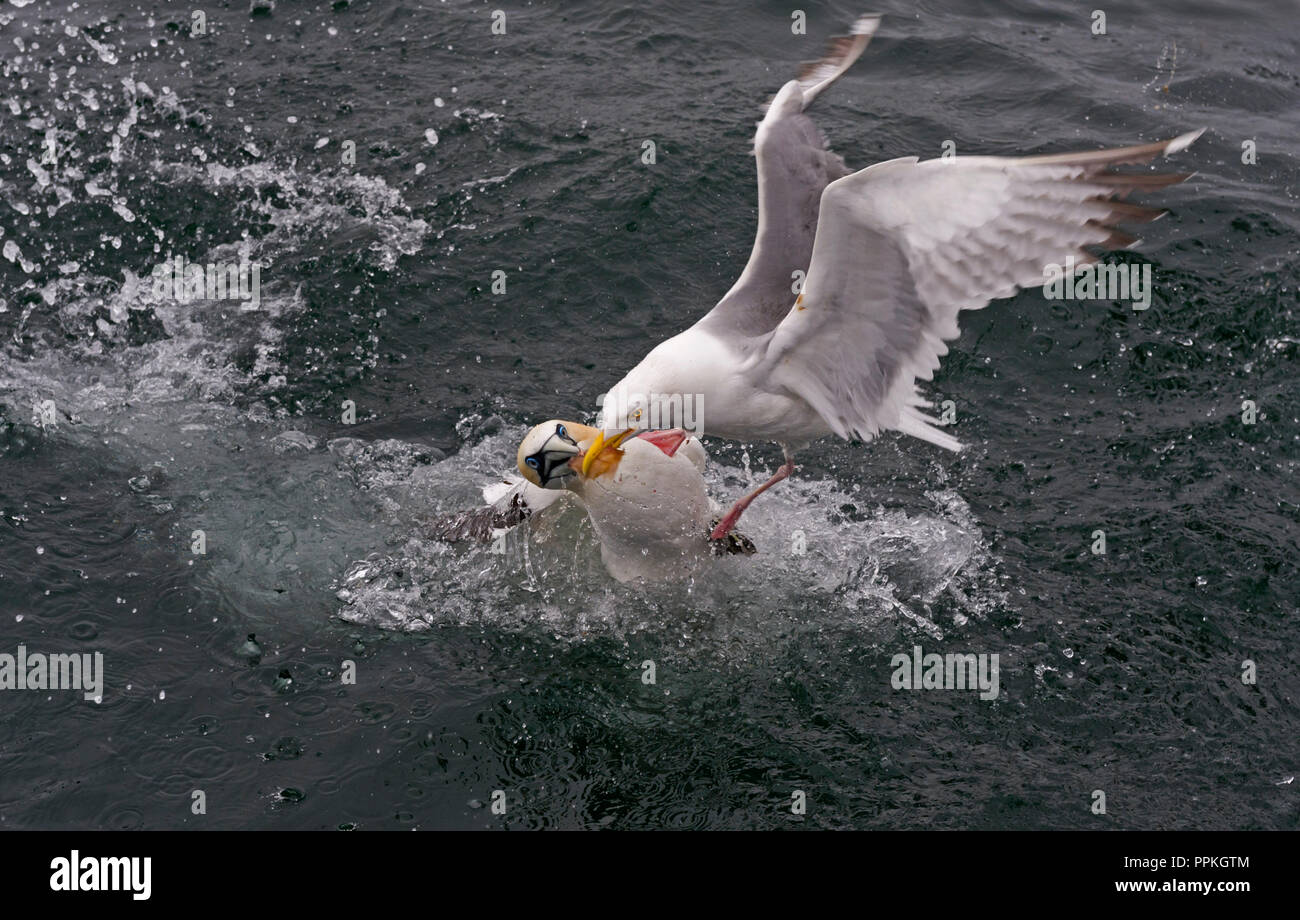 Gull diving for fish hi-res stock photography and images - Alamy