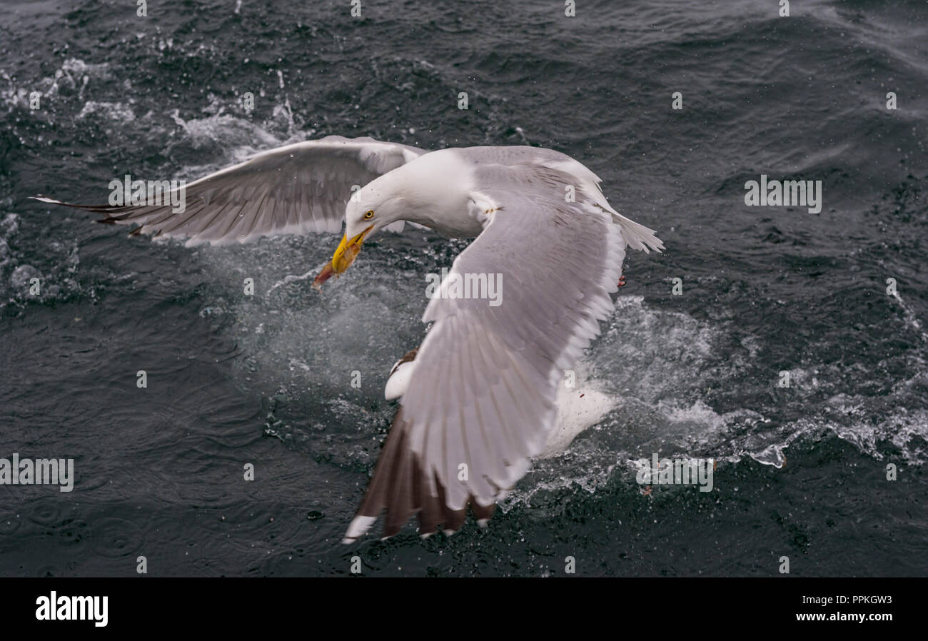 Wingspan gull flight uk hi-res stock photography and images - Alamy