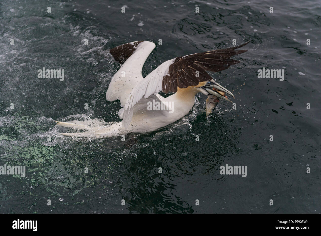 Northern gannet diving fish hi-res stock photography and images - Alamy