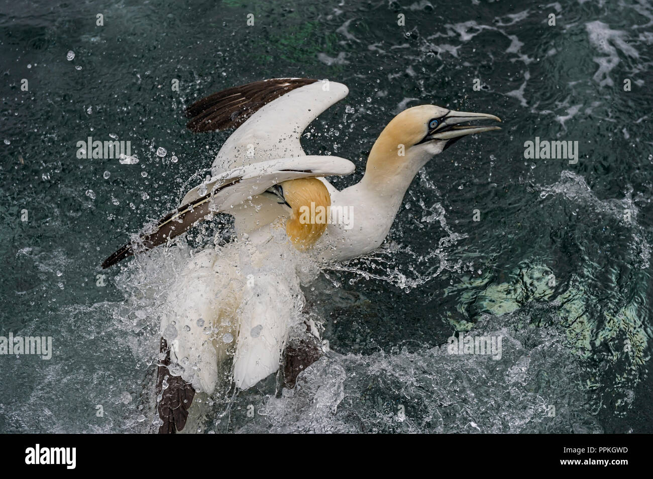 Two gannets fighting hi-res stock photography and images - Alamy
