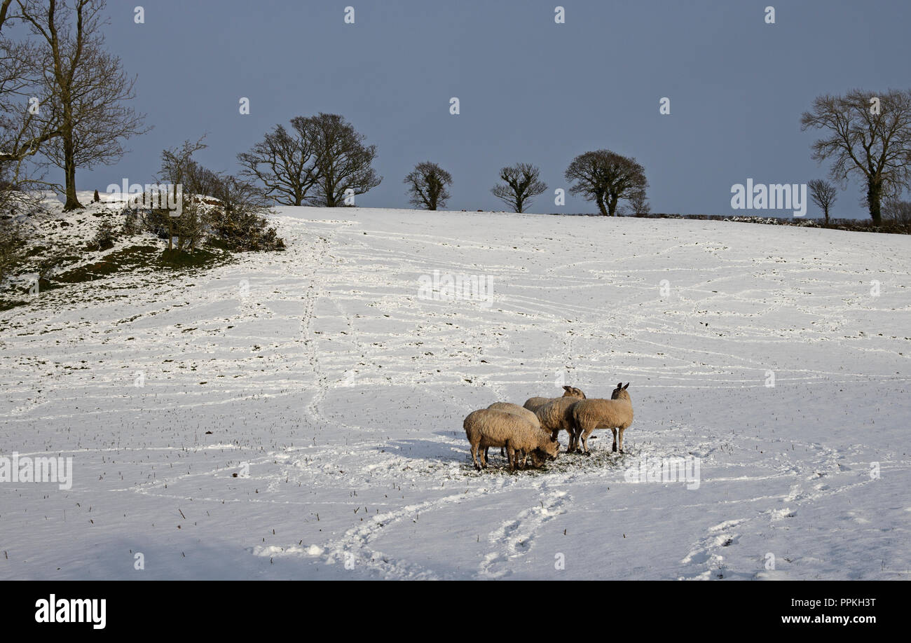 Sheep Tracks High Resolution Stock Photography and Images - Alamy