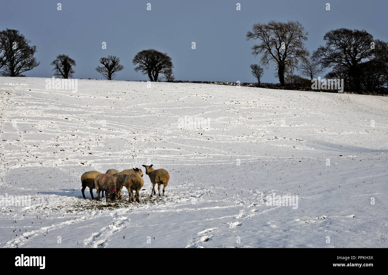 Beast from the East - view of sheep tracks over snowy field as sheep ...