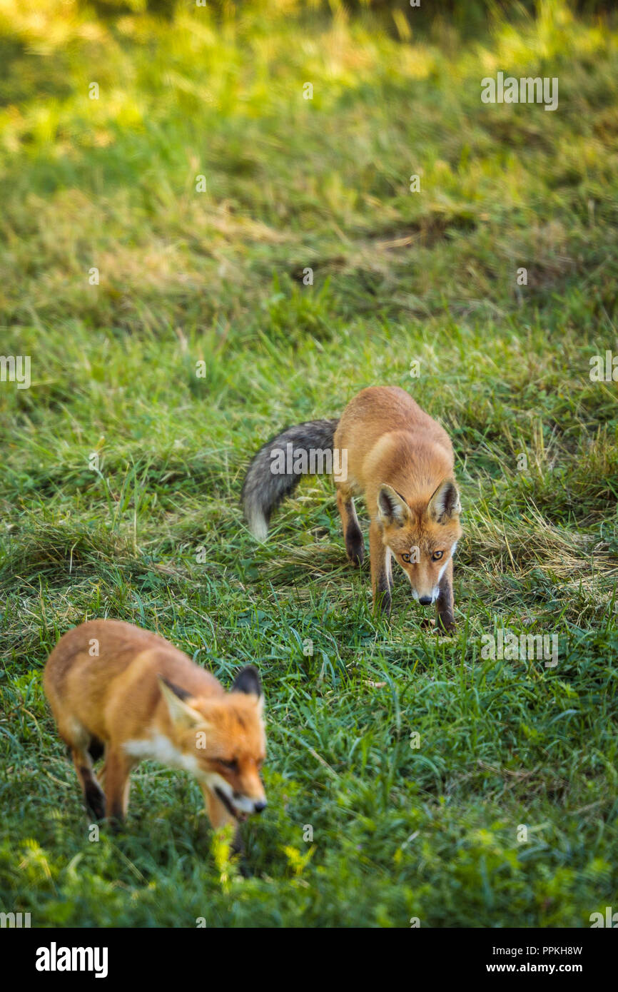 Red fox in its natural habitat - wildlife shot Stock Photo - Alamy