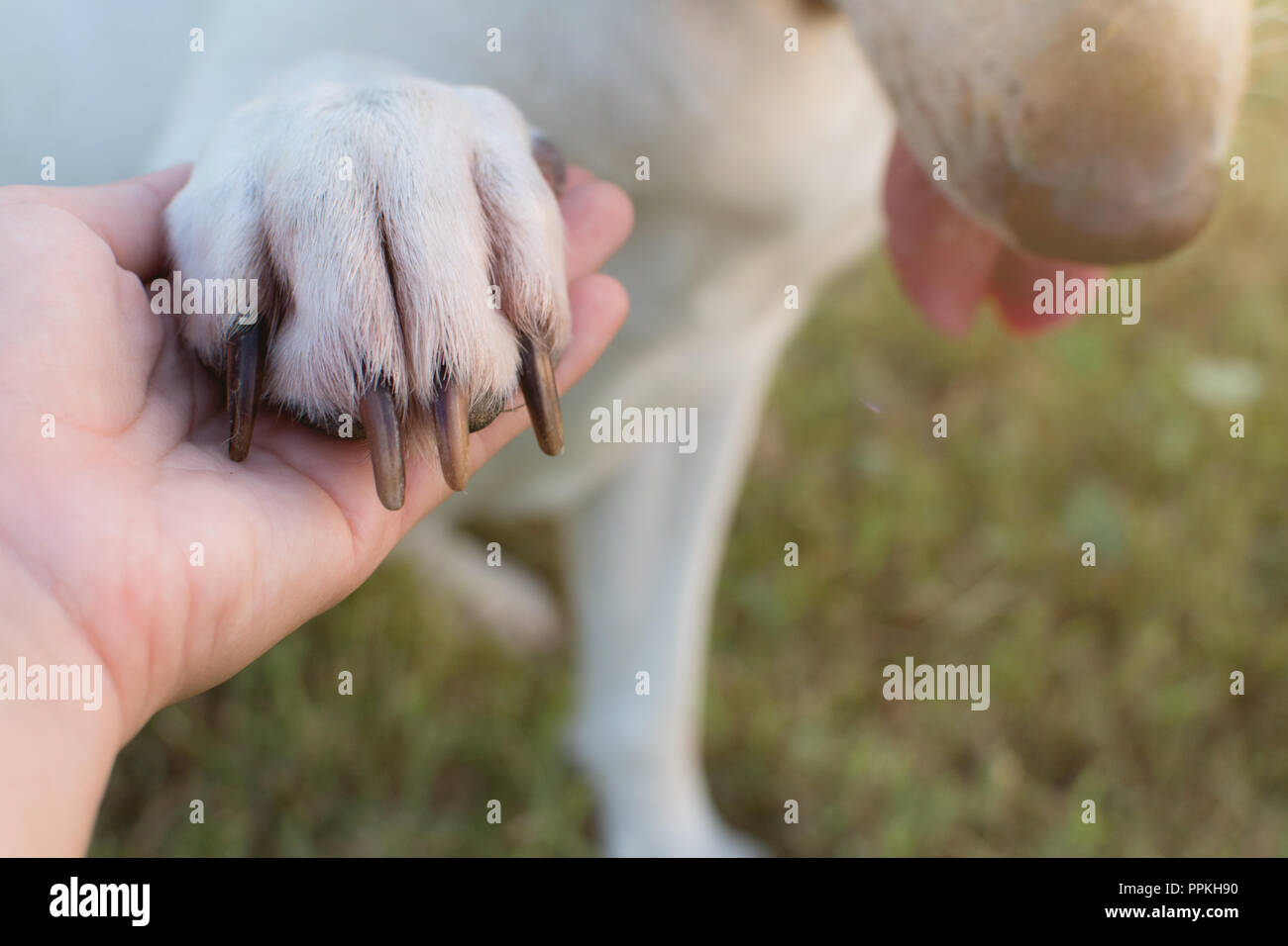 Labrador paw hi-res stock photography and images - Alamy