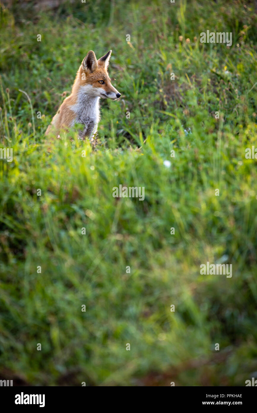 Red fox in its natural habitat - wildlife shot Stock Photo - Alamy
