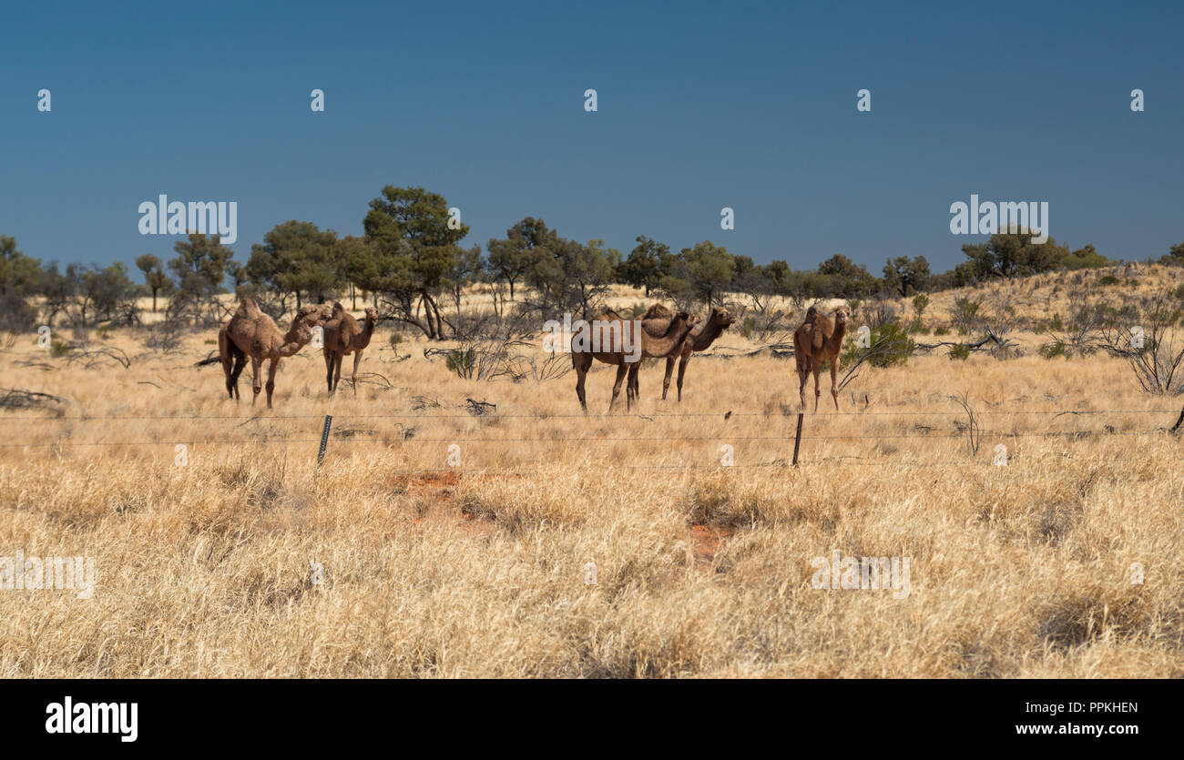 Camelus dromedarius, standing in high dry grass, Australia, Outback ...
