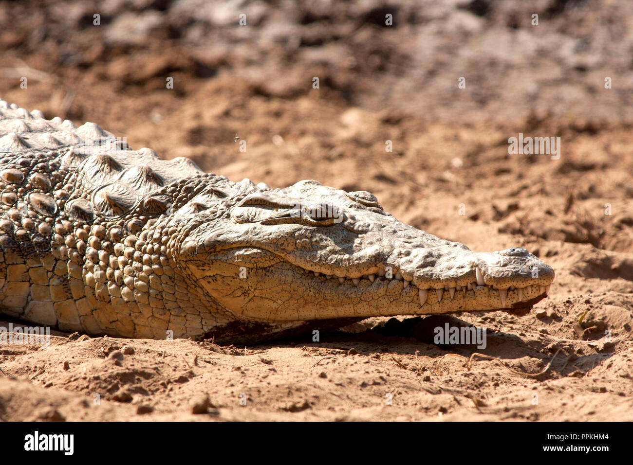 The smile of the crocodile hi-res stock photography and images - Alamy