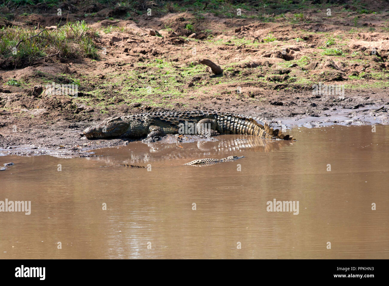 Two crocodiles hi-res stock photography and images - Alamy