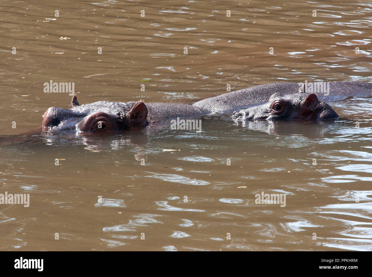 Two Hippos almost buried in water Stock Photo - Alamy
