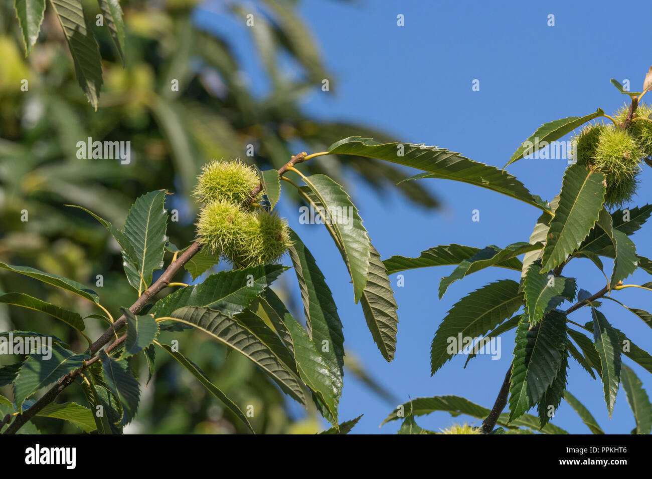 Chestnut tree / Castanea sativa with spikey ripening fruits - marron ...