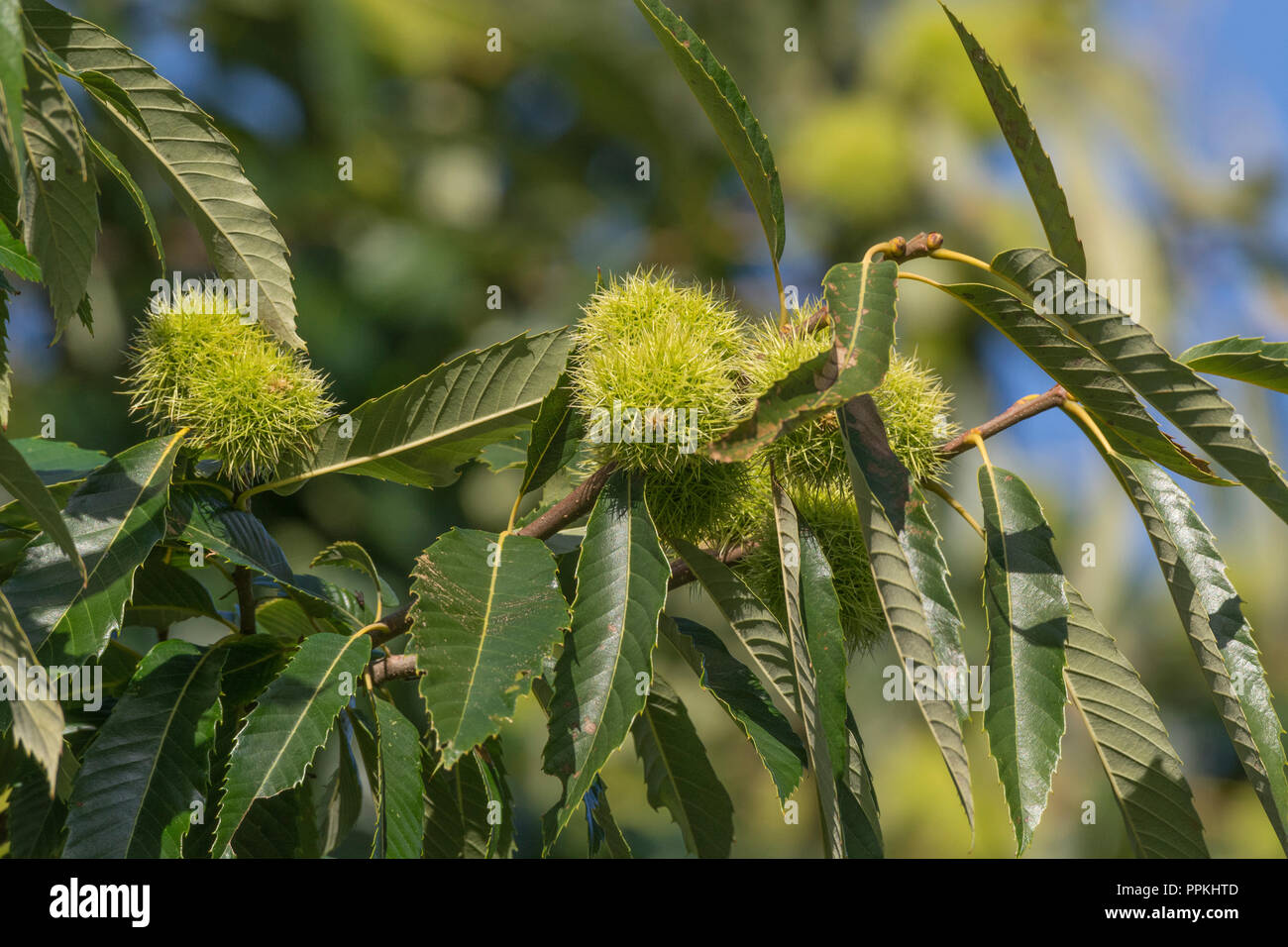 Chestnut tree / Castanea sativa with spikey ripening fruits - marron ...