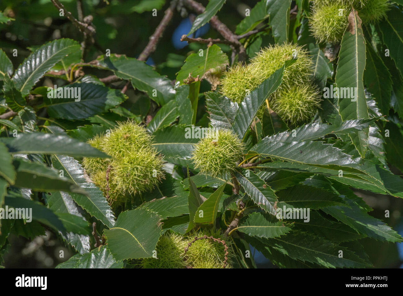 Spanish Chestnut Tree High Resolution Stock Photography and Images - Alamy