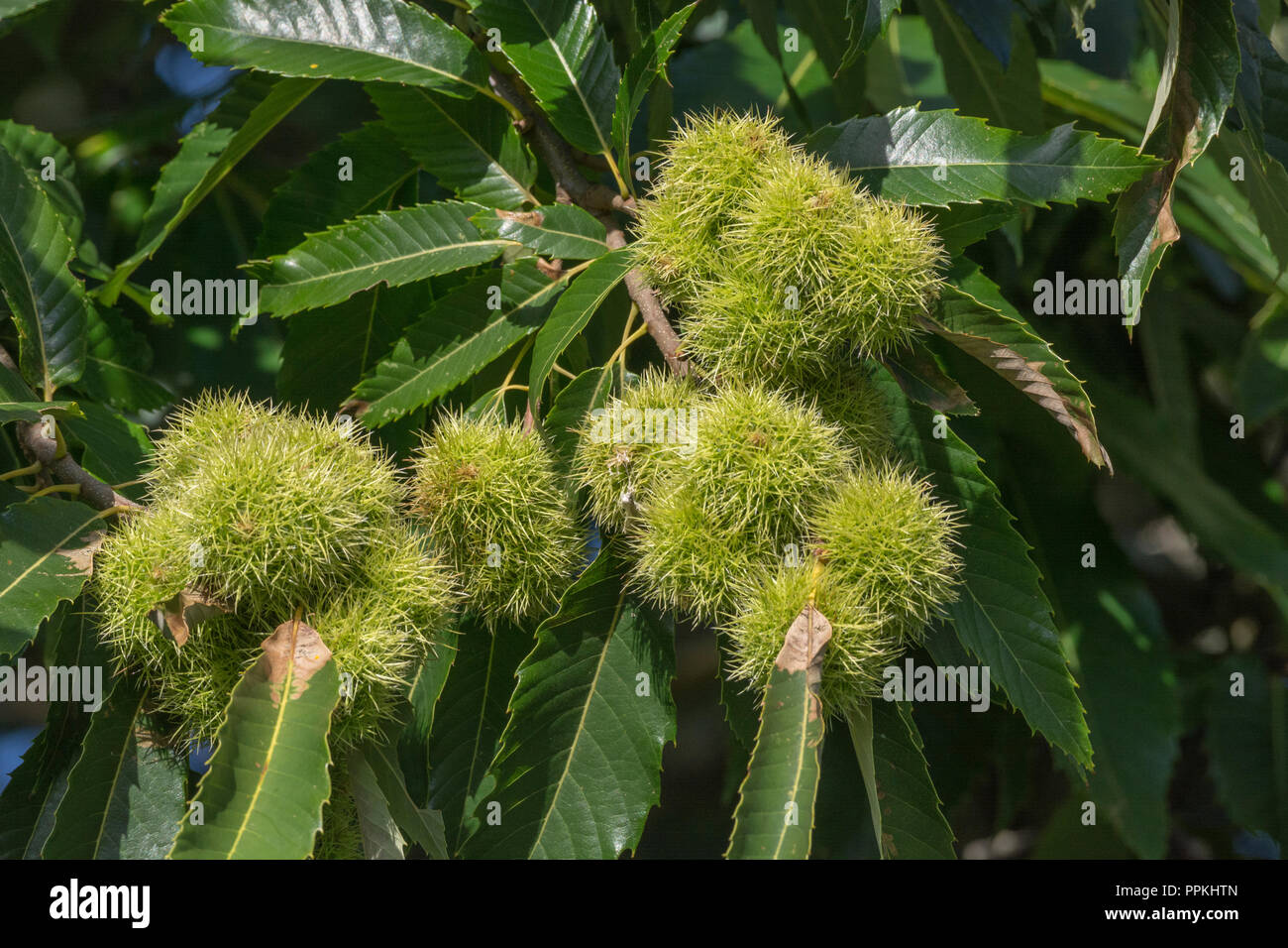 Chestnut tree / Castanea sativa with spikey ripening fruits - marron ...