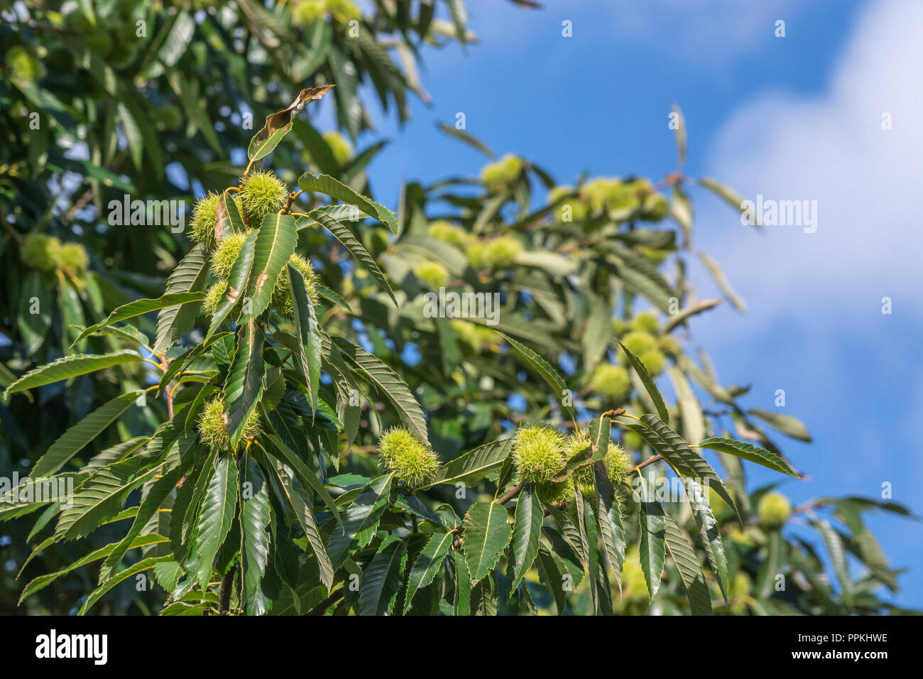 Chestnut tree / Castanea sativa with spikey ripening fruits - marron ...
