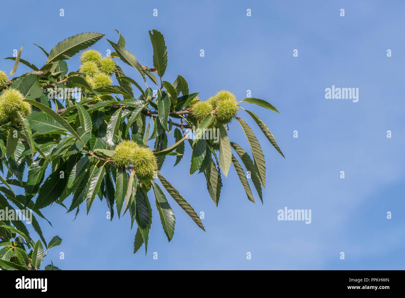 Chestnut tree / Castanea sativa with spikey ripening fruits - marron ...