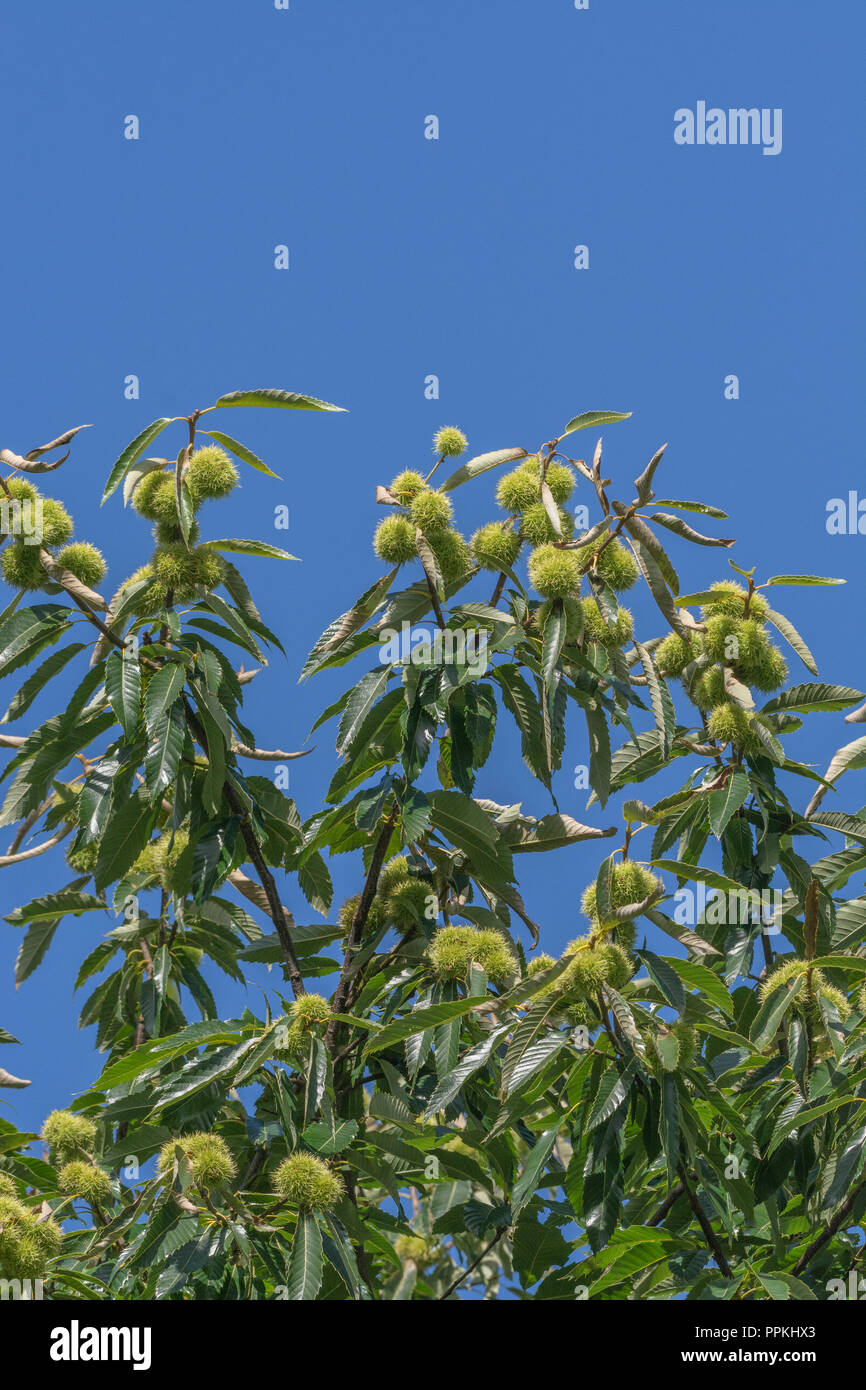 Kasztan jadalny hi-res stock photography and images - Alamy