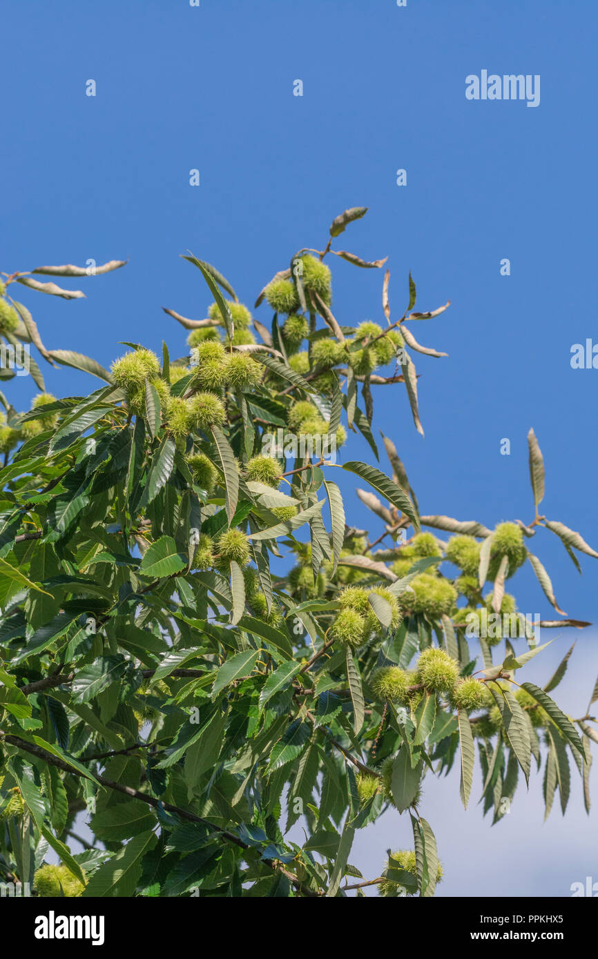 Green spiky husks hi-res stock photography and images - Alamy