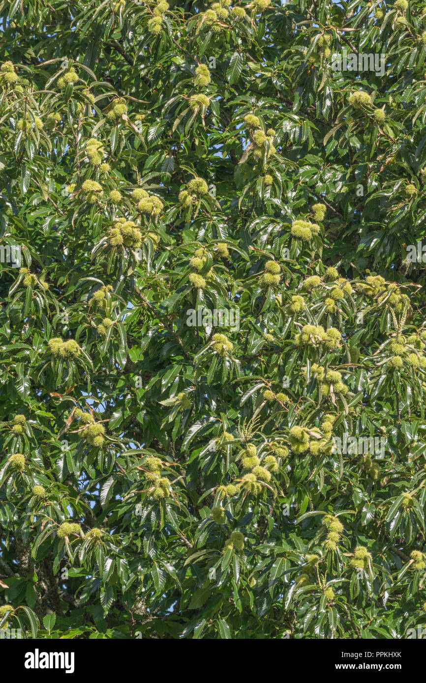 Chestnut tree / Castanea sativa with spiky ripening fruits - marron ...