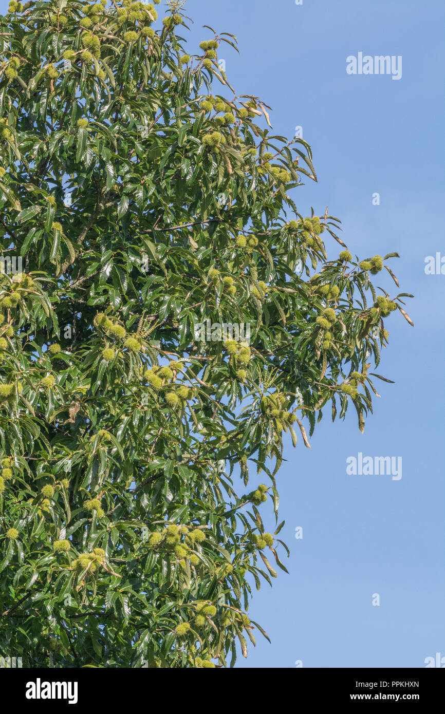 Jadalny hi-res stock photography and images - Alamy