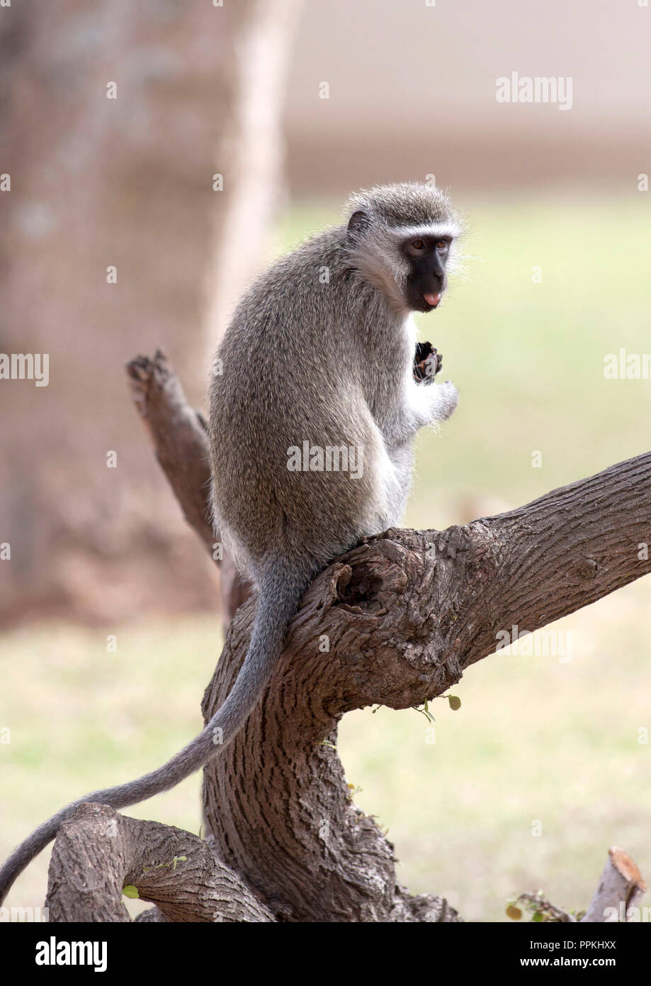 A single Vervet Monkey eats a nut while sitting on a stump Stock Photo ...
