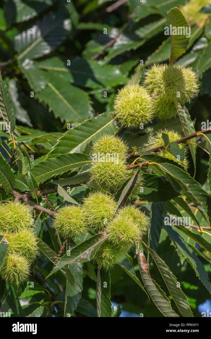 Chataigne seeds hi-res stock photography and images - Alamy