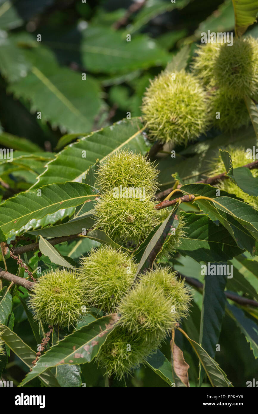 Chestnut tree / Castanea sativa with spikey ripening fruits - marron ...