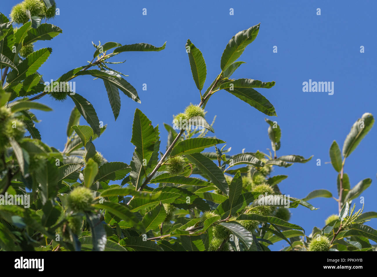 Chestnut tree / Castanea sativa with spikey ripening fruits - marron ...