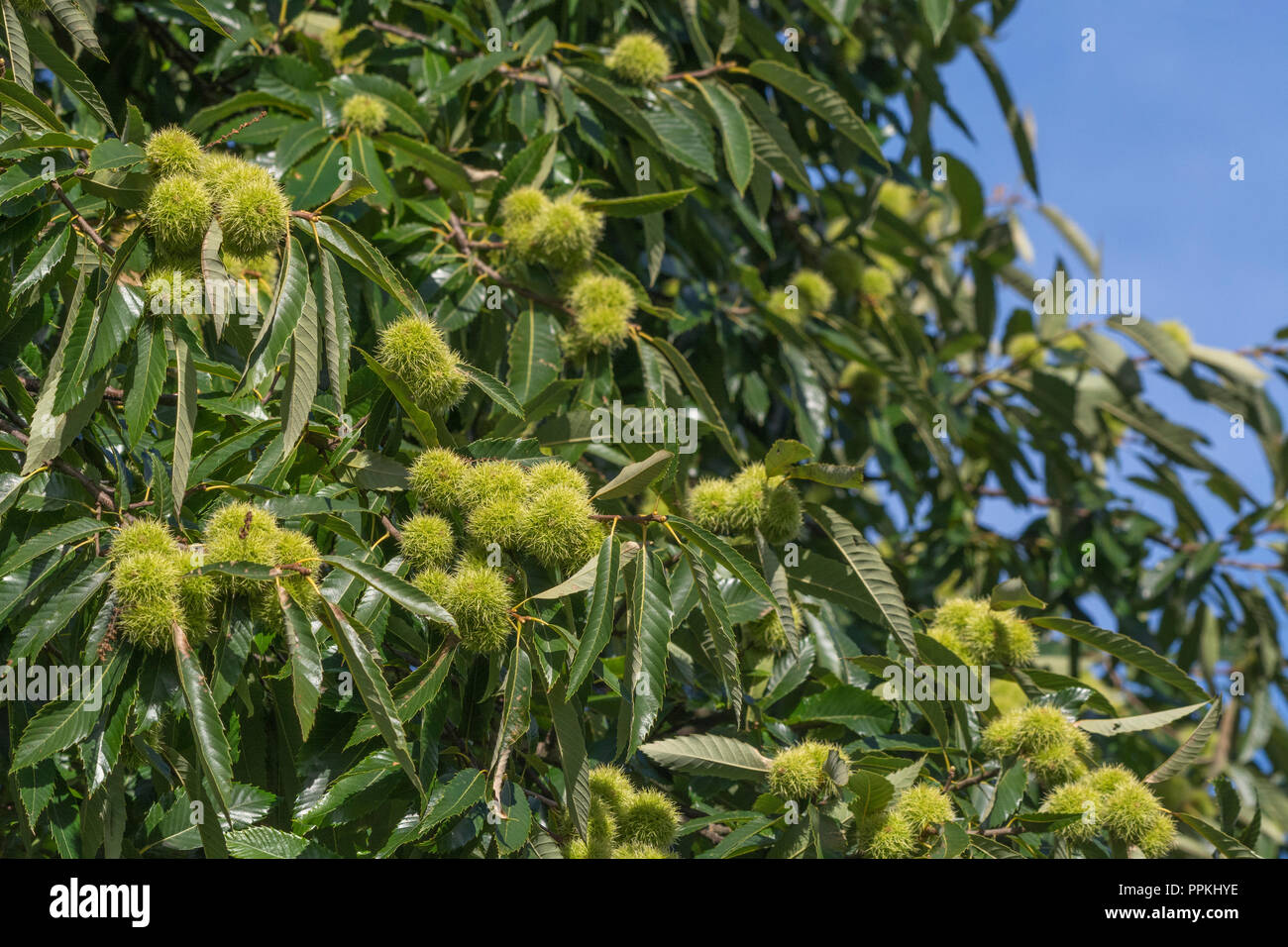 Spanish Chestnut Tree High Resolution Stock Photography and Images - Alamy