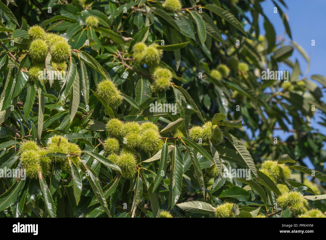Chestnut tree / Castanea sativa with spikey ripening fruits - marron ...