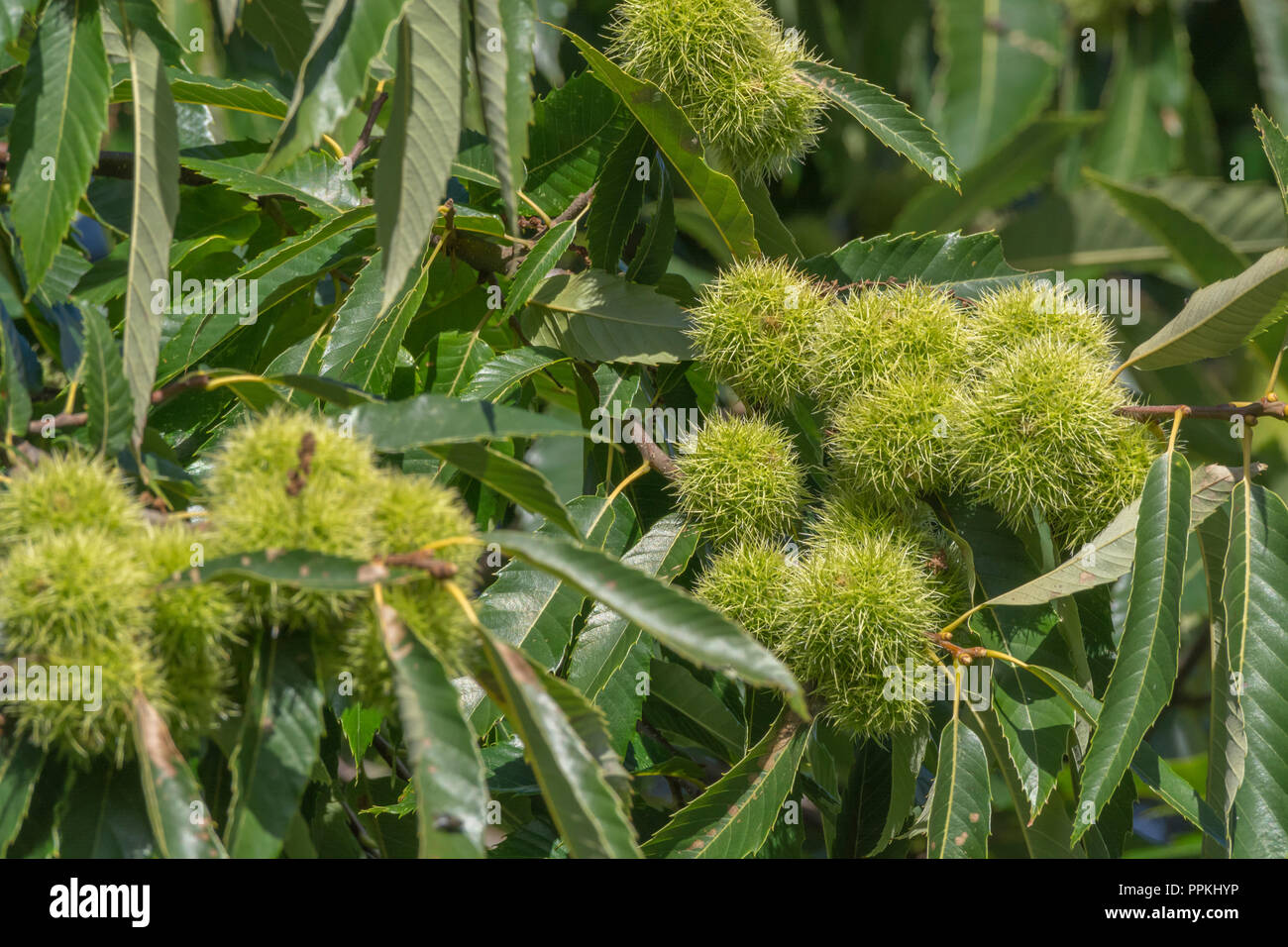 Kasztan hi-res stock photography and images - Alamy