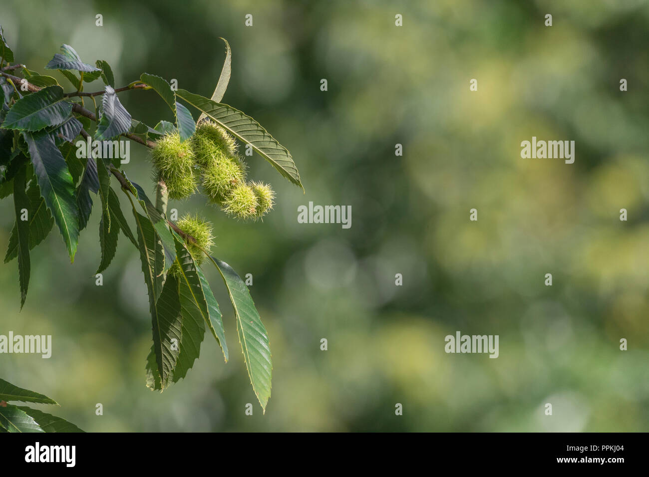 Chestnut tree / Castanea sativa with spikey ripening fruits - marron ...