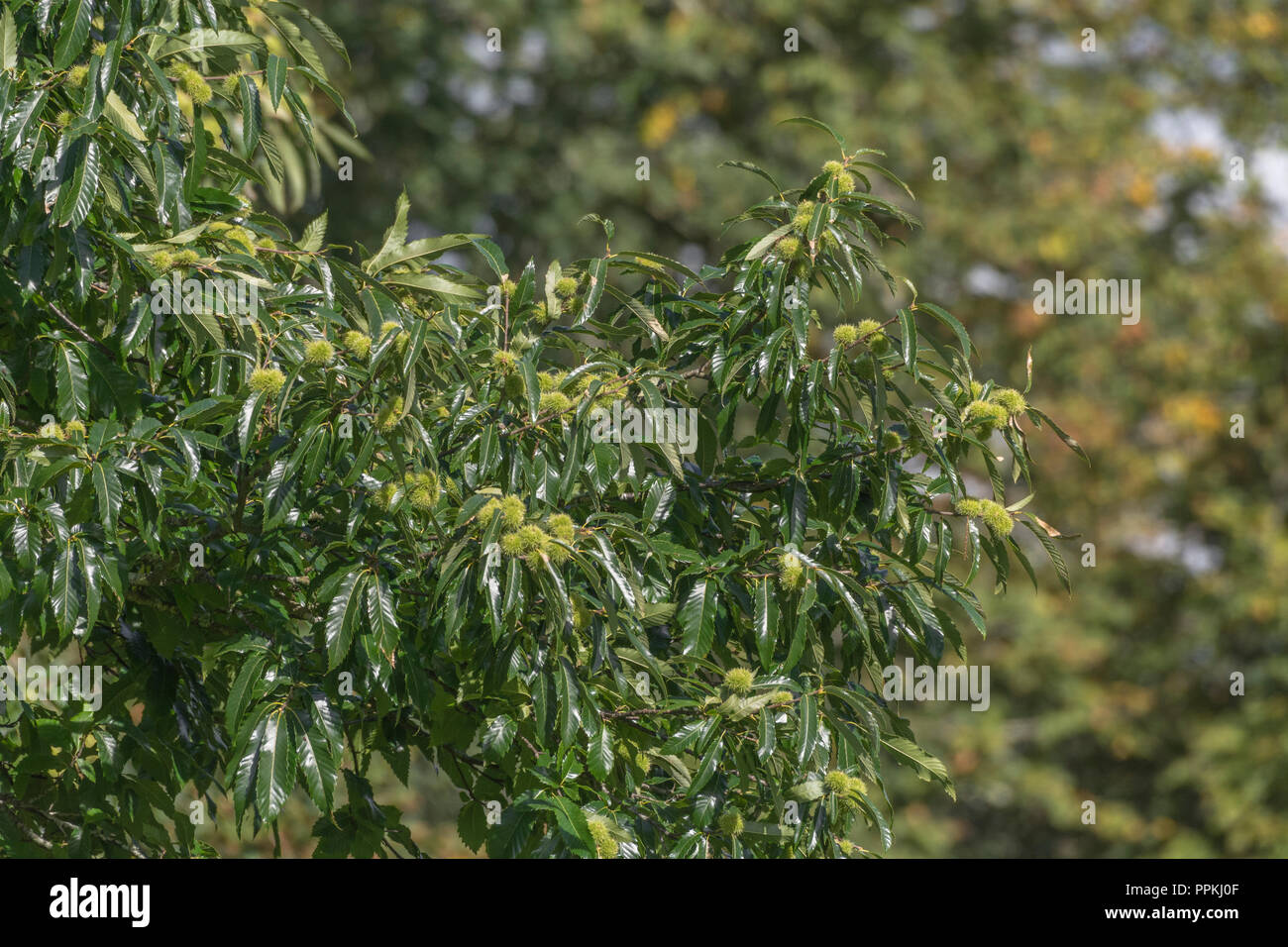Edelkastanie uk hi-res stock photography and images - Alamy