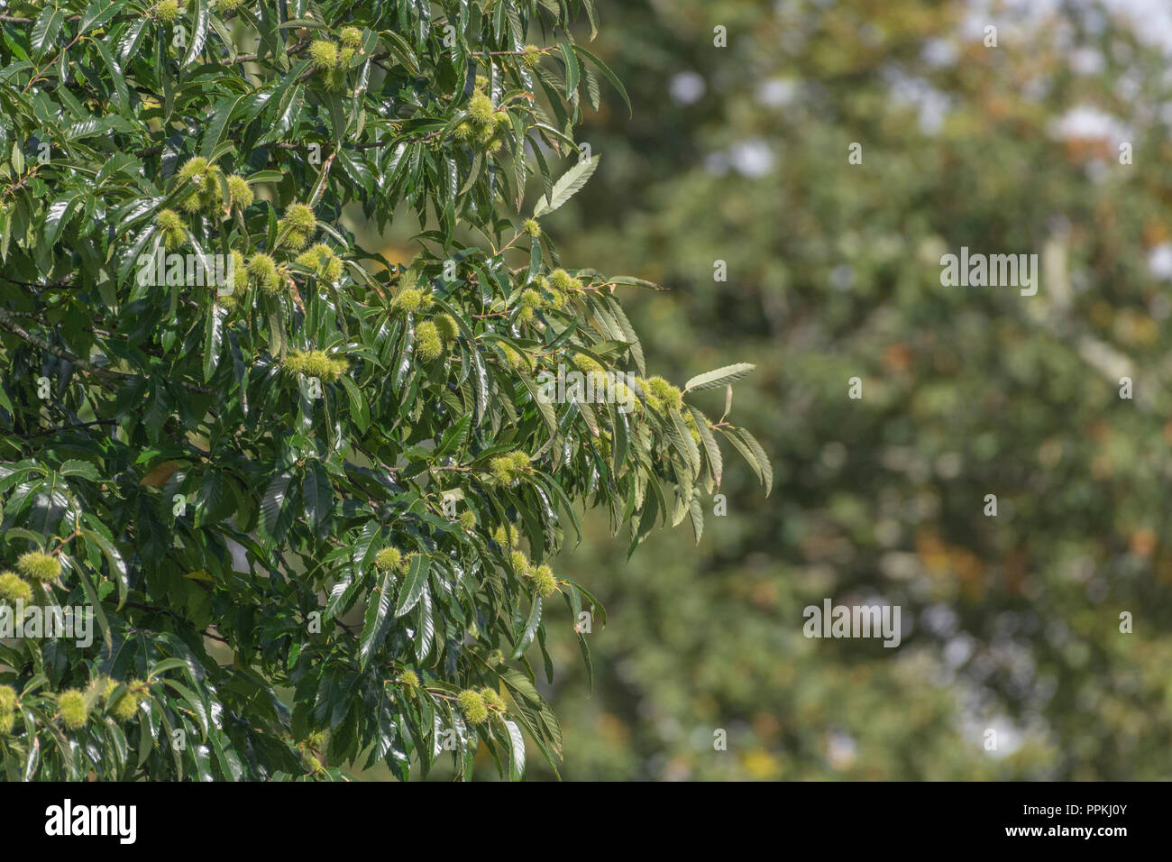 Edelkastanie uk hi-res stock photography and images - Alamy