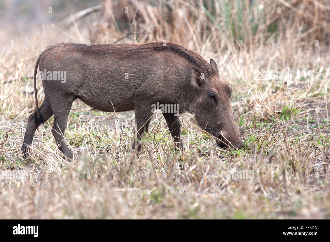 Wart hog tusks hi-res stock photography and images - Alamy