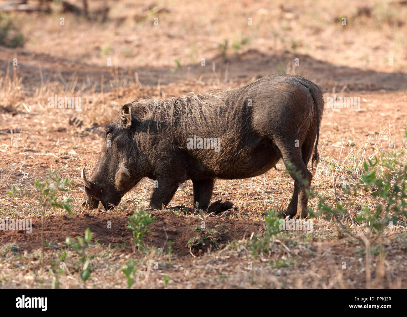 Wart Hog kneeling while foraging for food Stock Photo - Alamy