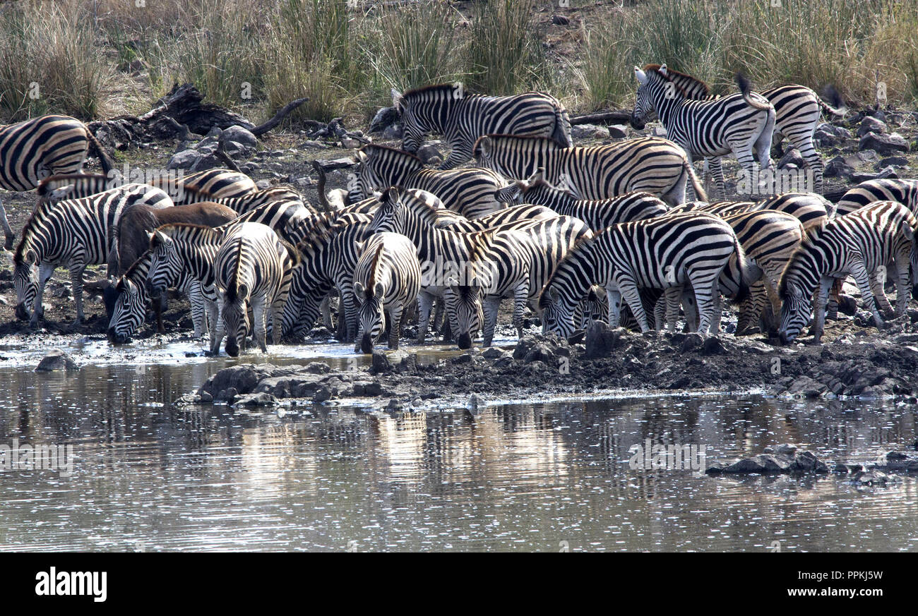 Animals crowded around water hi-res stock photography and images - Alamy