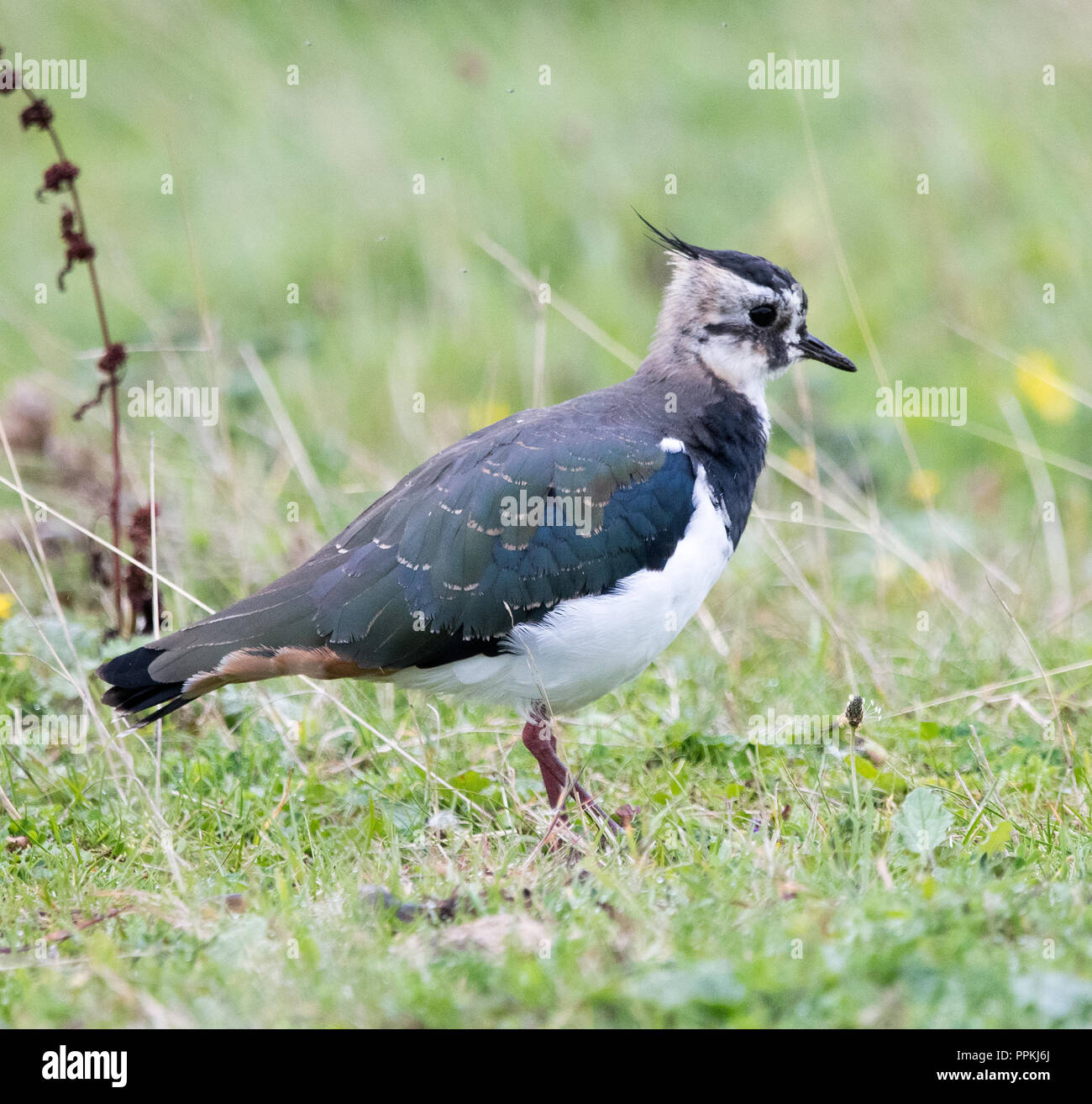 Lapwing feathers close up hi-res stock photography and images - Alamy