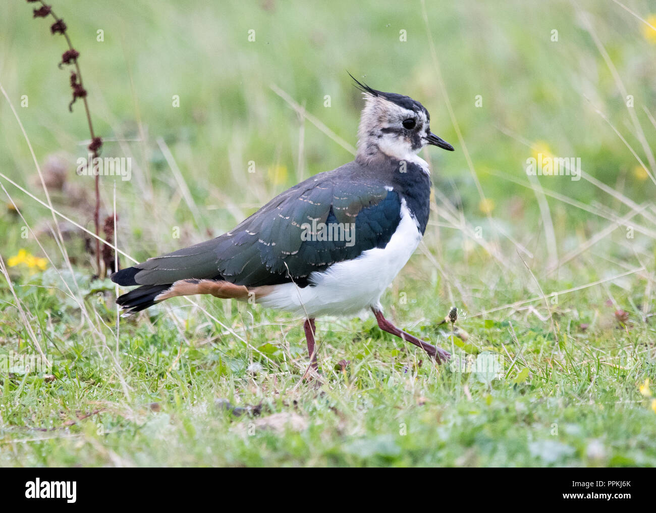 Lapwing feathers close up hi-res stock photography and images - Alamy