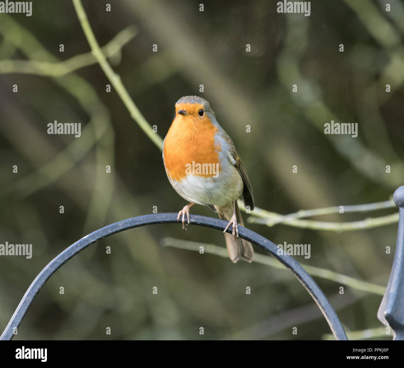 Robin bird european robin hi-res stock photography and images - Alamy