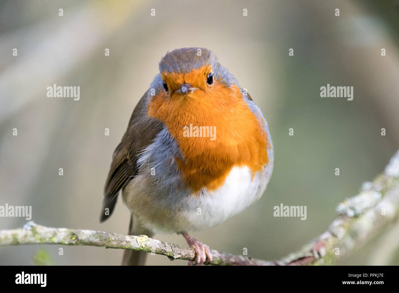 Robin bird european robin hi-res stock photography and images - Alamy