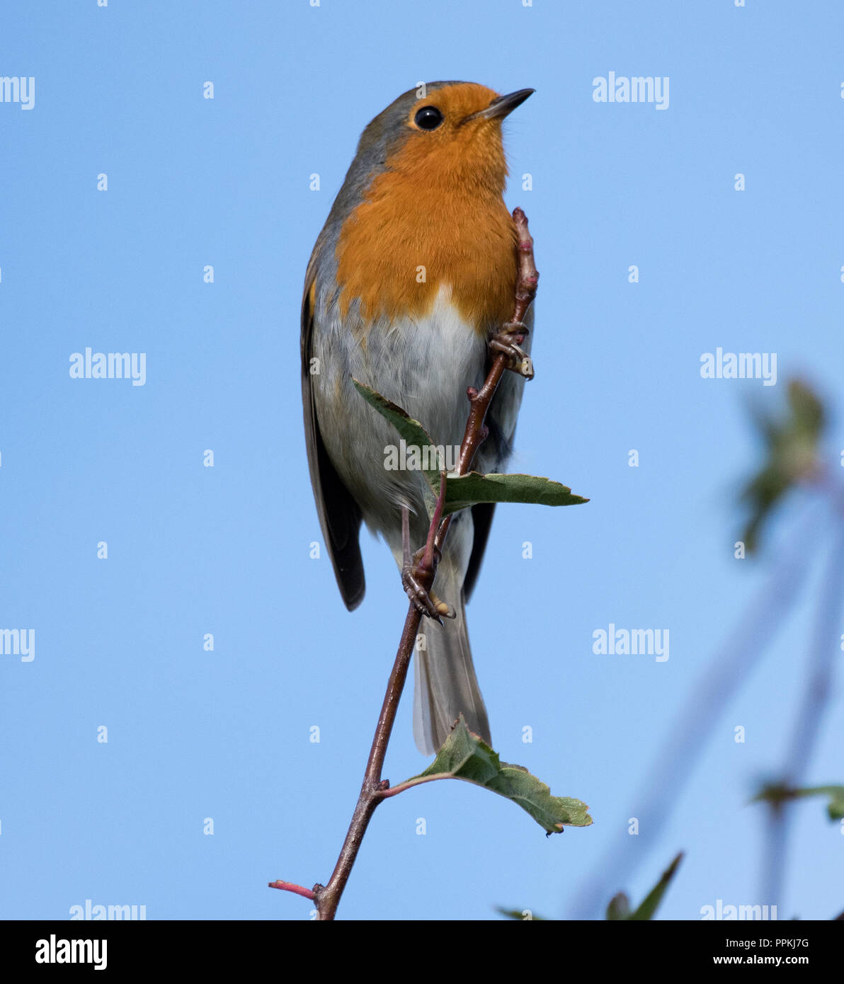 Robin bird european robin hi-res stock photography and images - Alamy