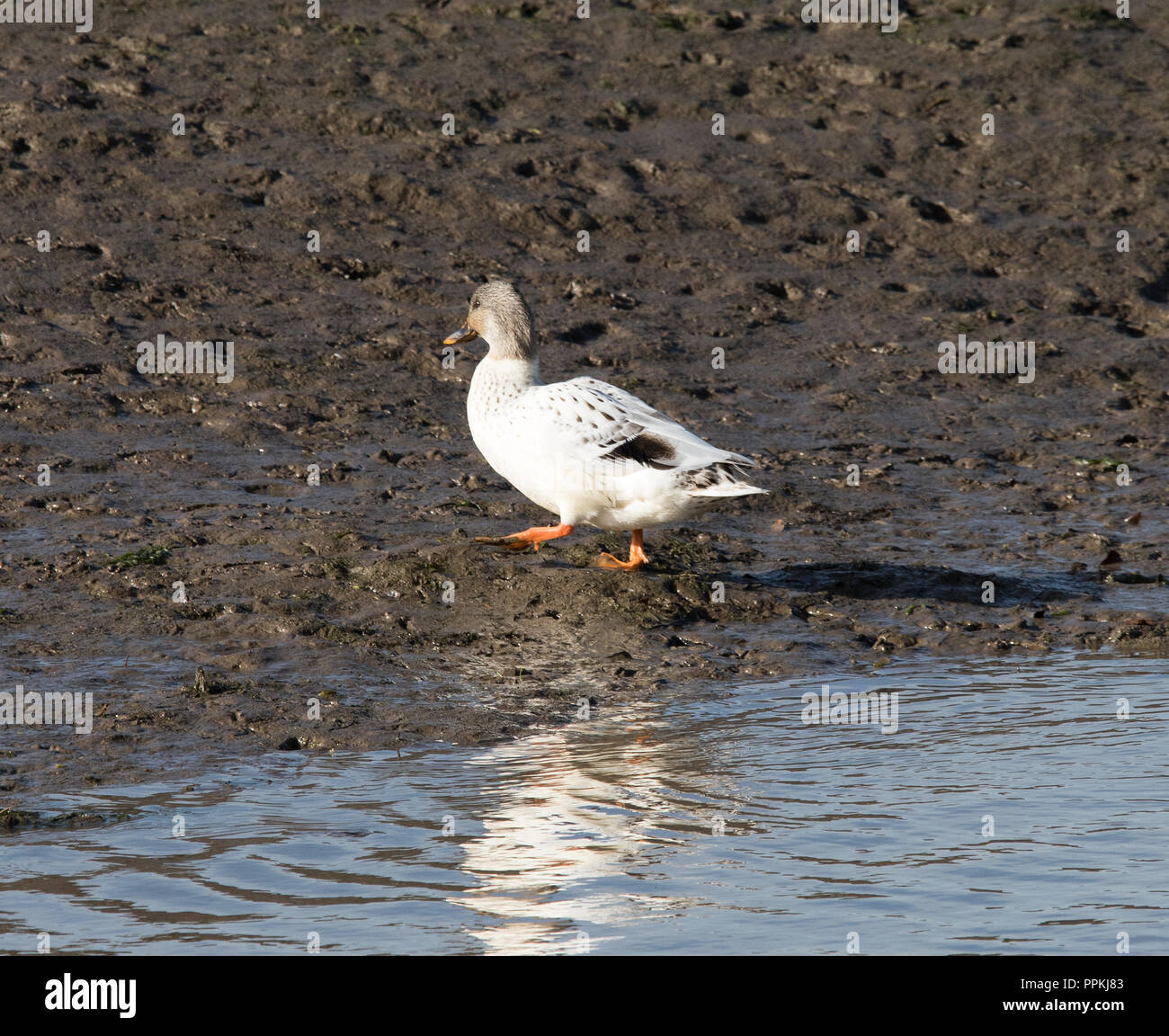 Mallard Duck (Anas platyrhynchos Stock Photo - Alamy