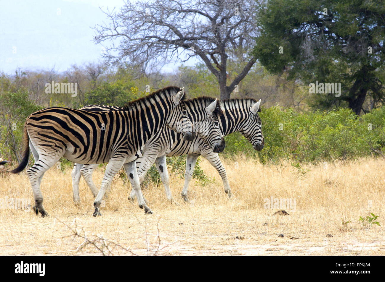 Tandem walking hi-res stock photography and images - Alamy