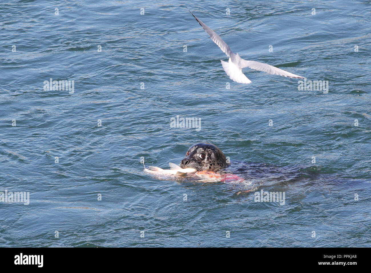 Seal eating fish hi-res stock photography and images - Alamy