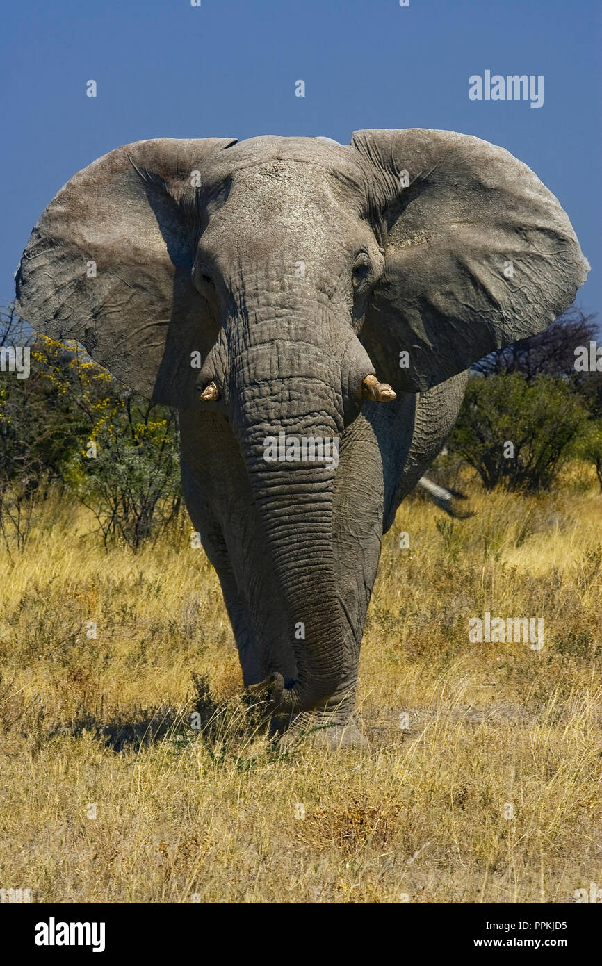 Big elephant hi-res stock photography and images - Alamy