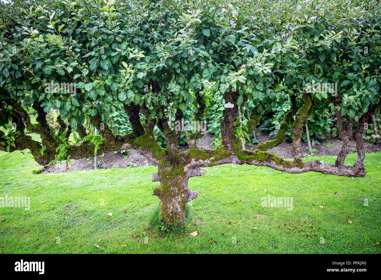 Pruned apple tree hi-res stock photography and images - Alamy